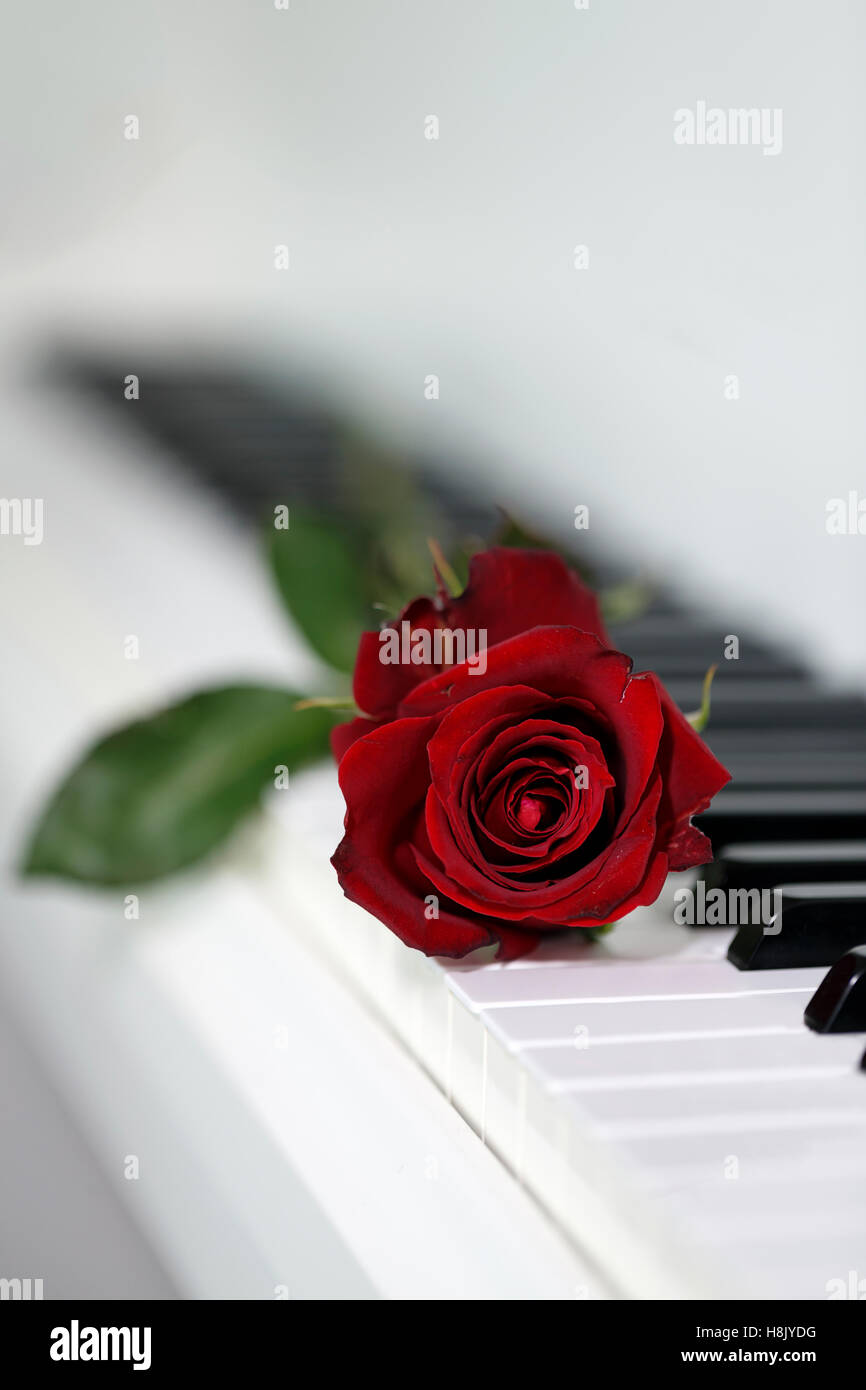 Musical instrument mixed with a red rose suggesting romance. A red rose ...