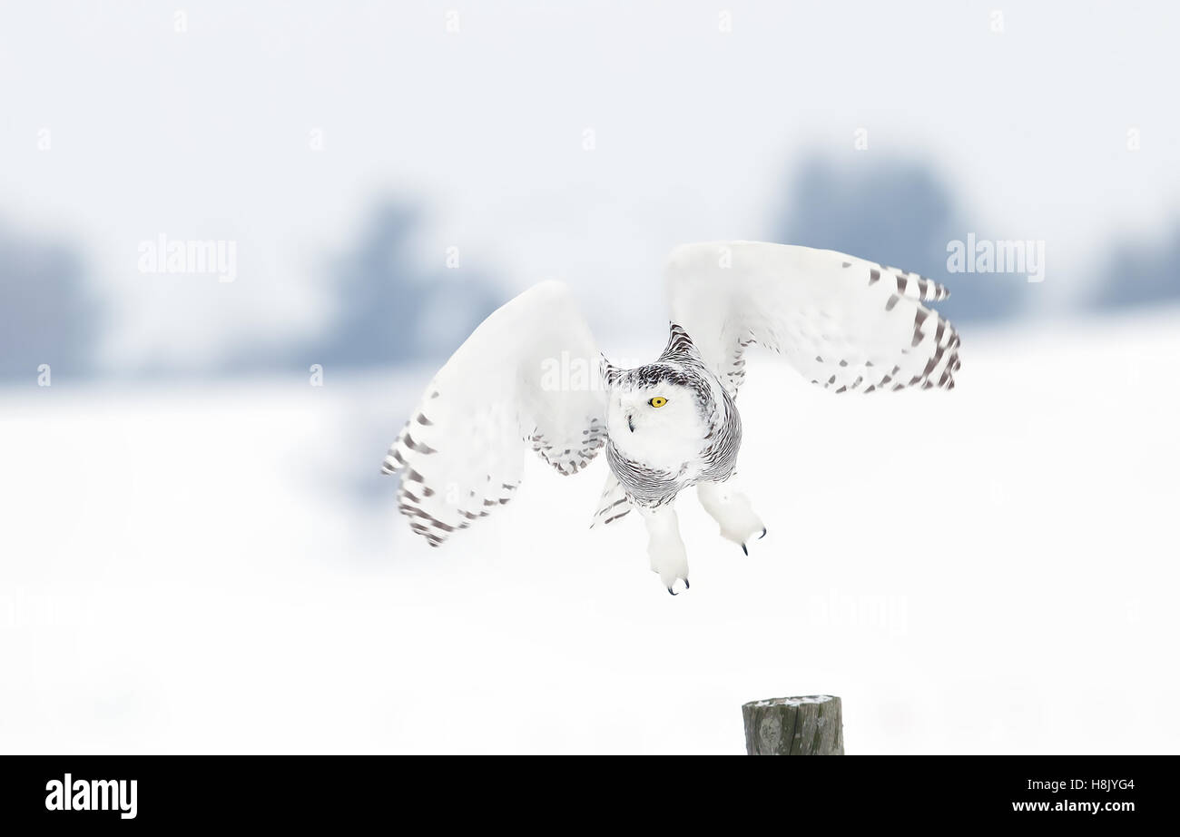 Snowy owl (Bubo scandiacus) hunting over a snow covered field in Canada ...