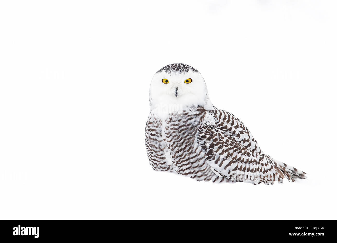 Watching winter Cut Out Stock Images & Pictures - Alamy