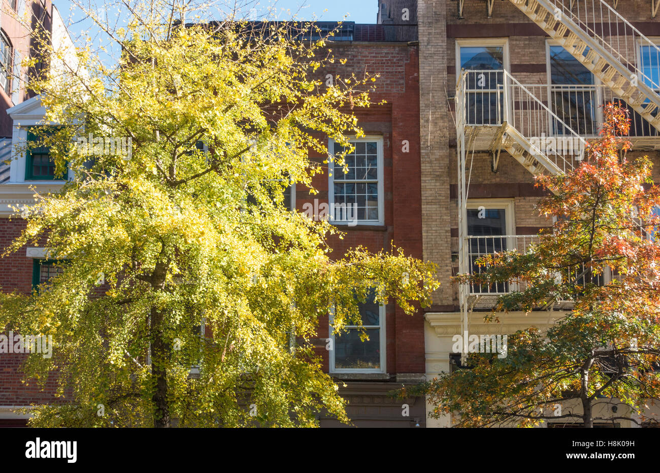 Leaves turning colors on trees on a street in New York City in autumn ...