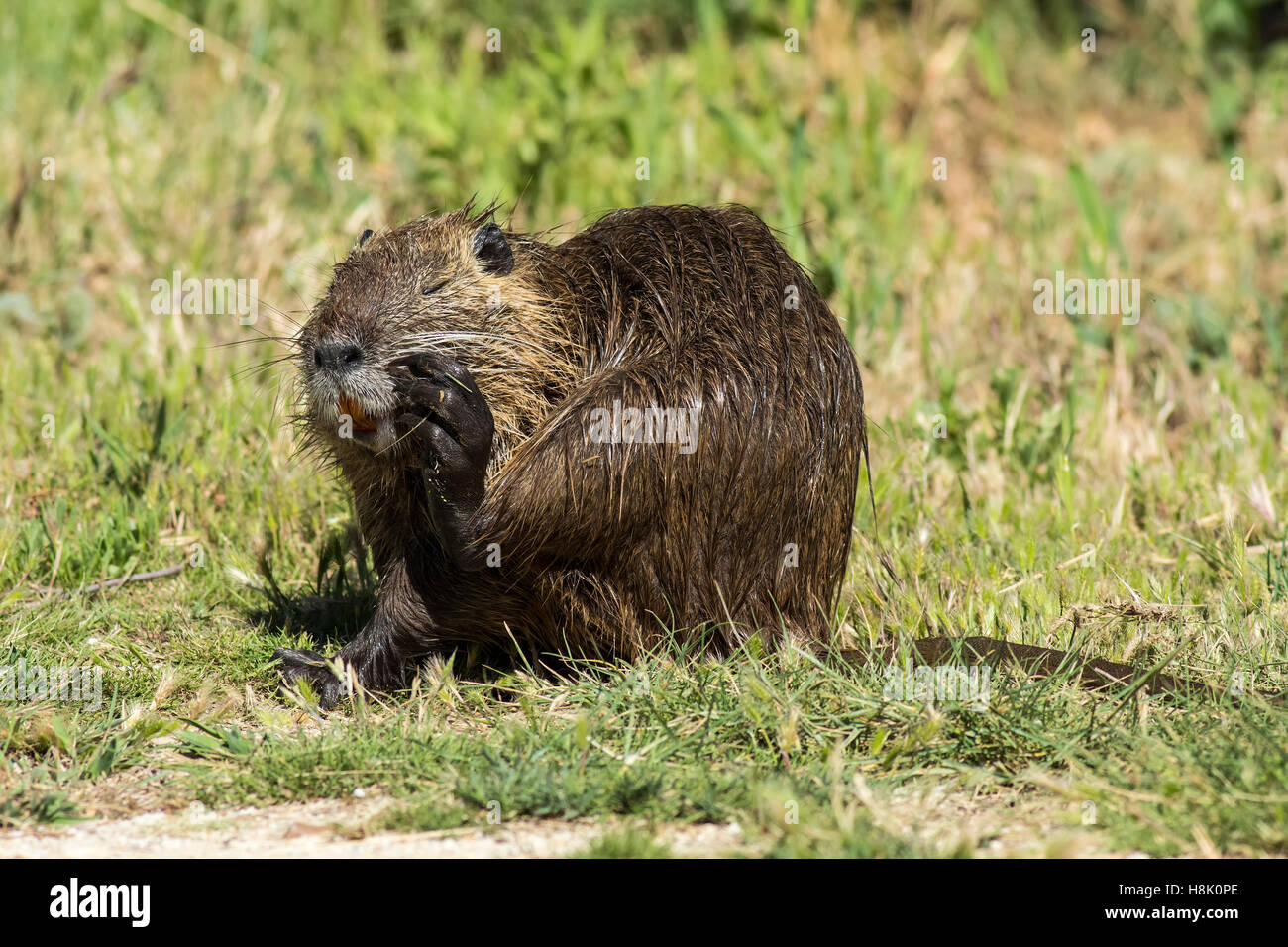 Coypu myocastor coypus scratching hi-res stock photography and images ...
