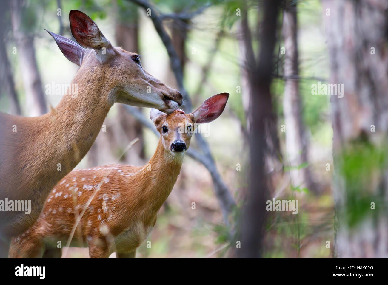 White-tailed deer cleaning her fawn's ear in springtime in Canada Stock ...