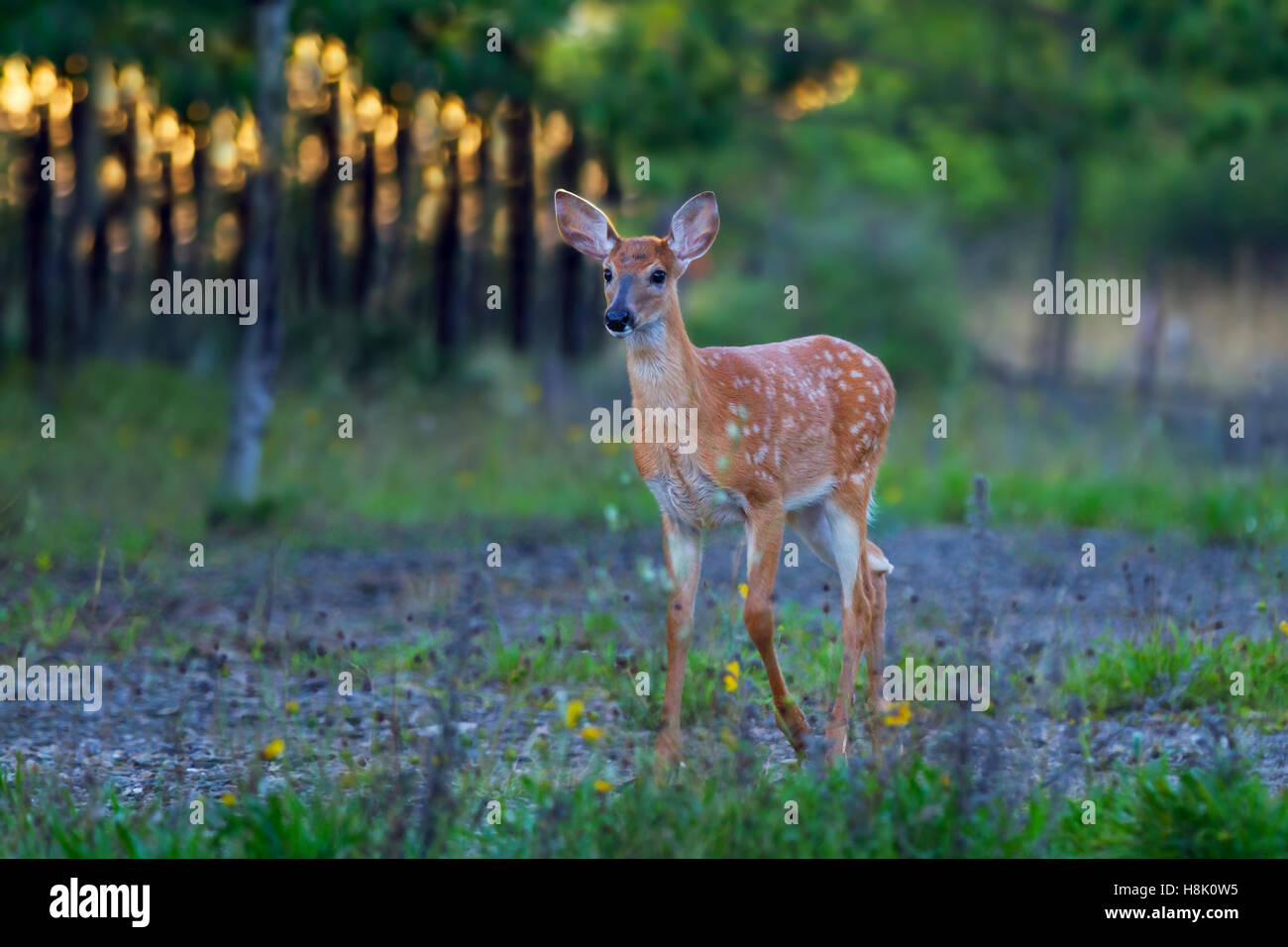 White-tailed deer fawn walking through meadow in springtime in Canada ...