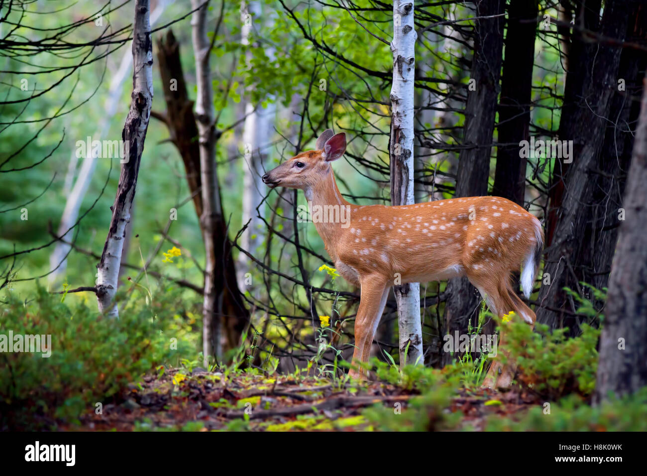 White-tailed deer fawn walking through meadow in springtime in Canada ...