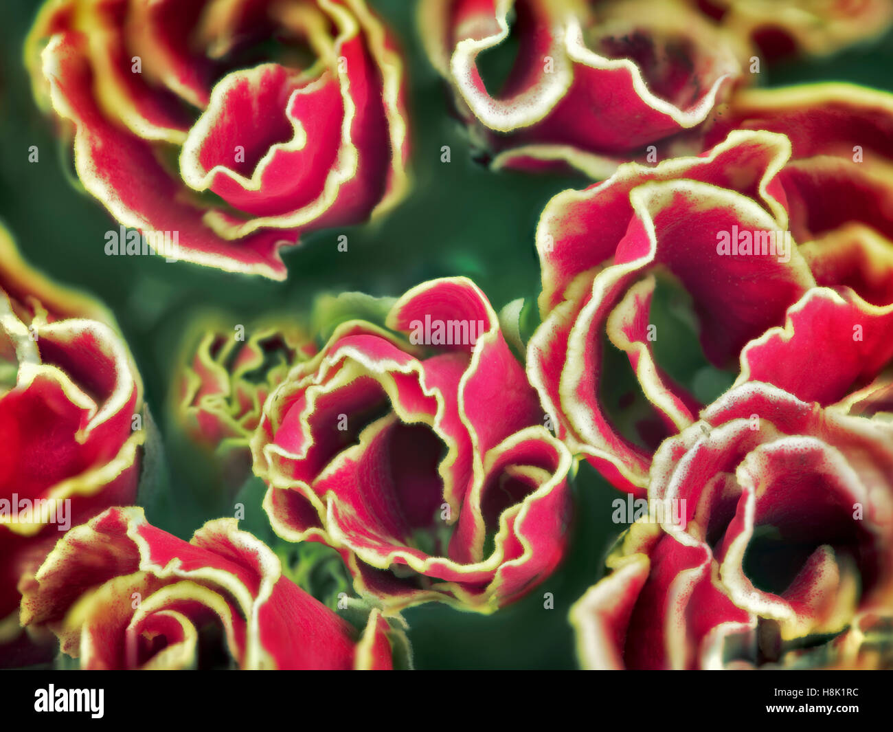 Extreme close up flowers hi-res stock photography and images - Alamy