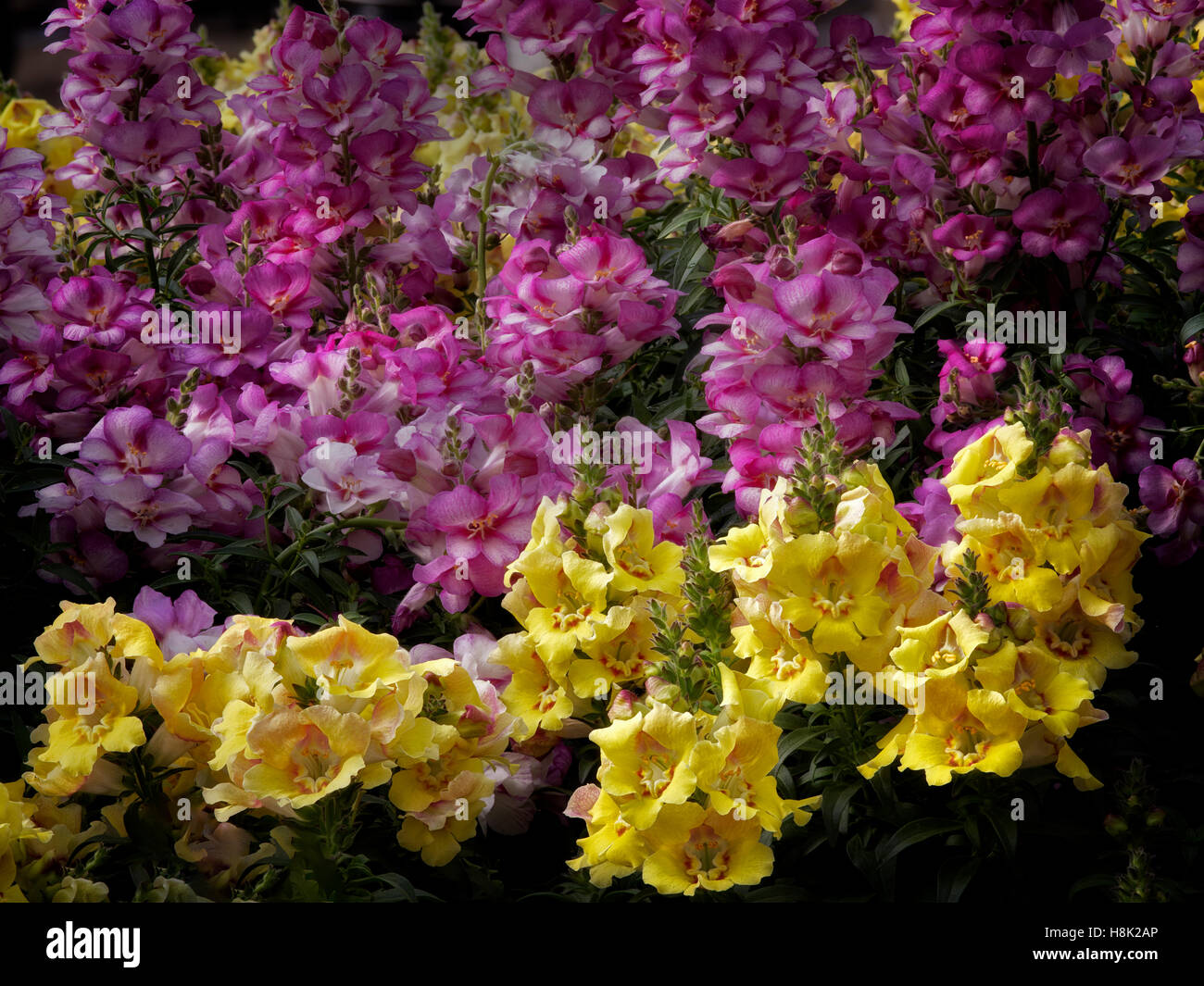 Snapdragons hi-res stock photography and images - Alamy