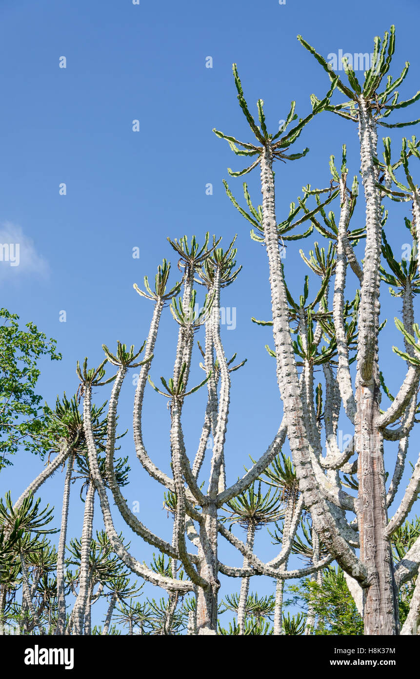 Tall and impressive Candelabrum Cactus in Angola. These cacti reach the ...