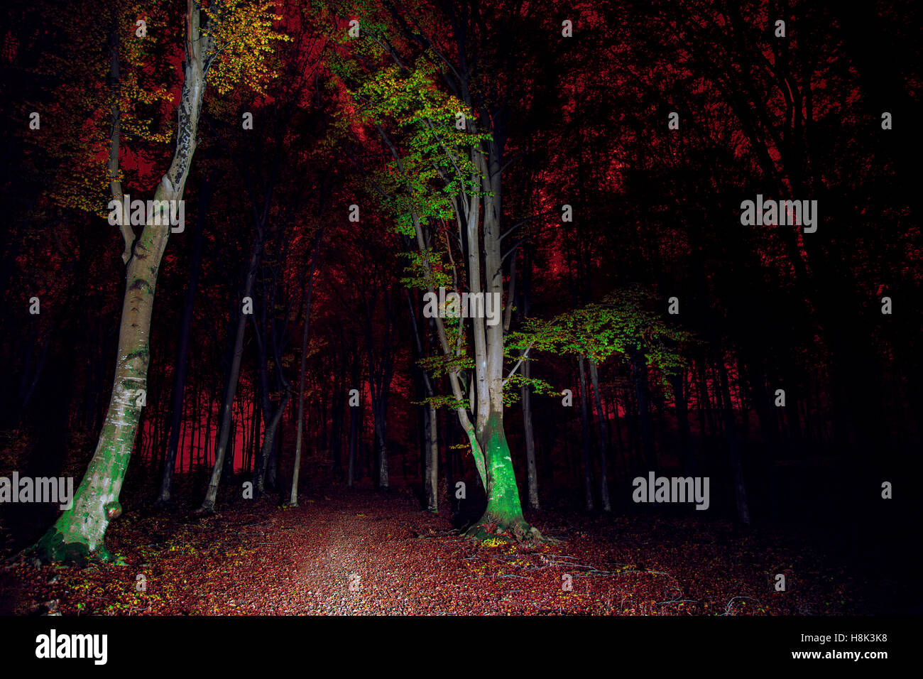 Night in forest.Light painting in forest Stock Photo - Alamy