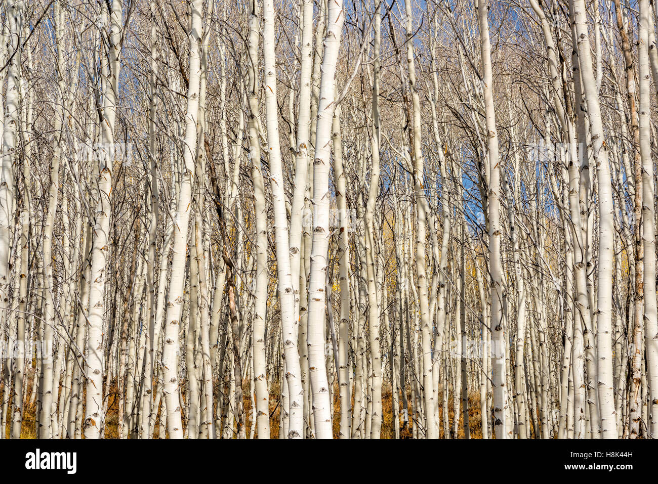 Aspen grove with many white barked trees Stock Photo - Alamy
