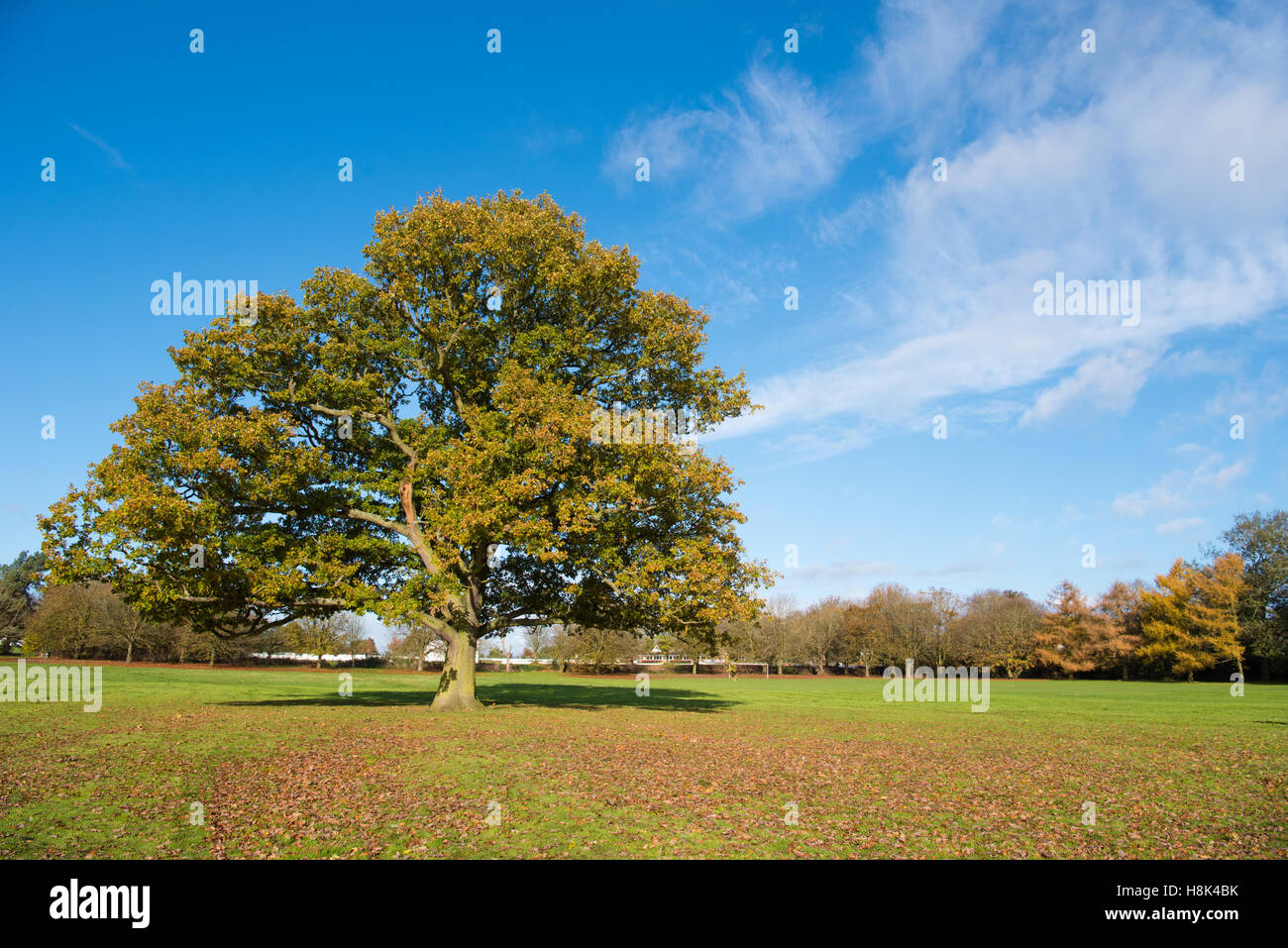 Sunny autumnal scene of an impressive English oak tree with leaves ...