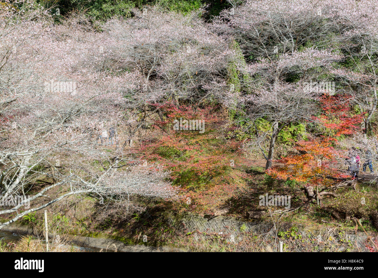 Nagoya, Obara. Autumn Landscape with sakura blossom. Shikizakura kind ...
