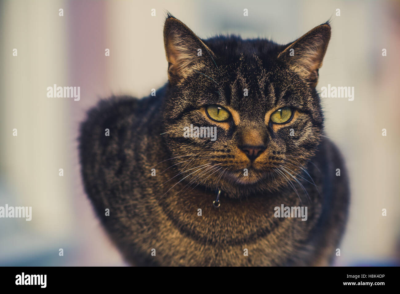 Cat portrait hi-res stock photography and images - Alamy