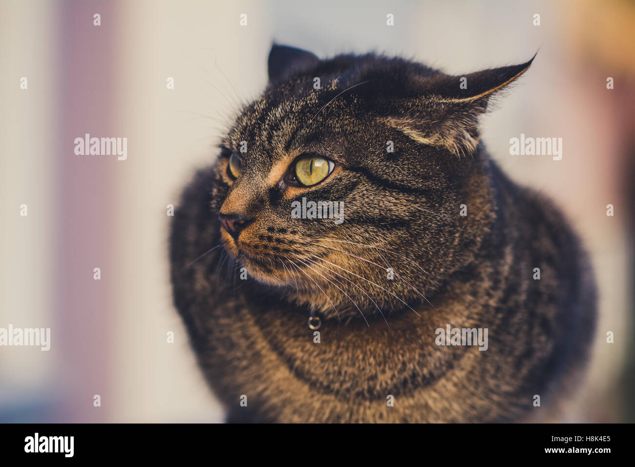 Cat portrait hi-res stock photography and images - Alamy
