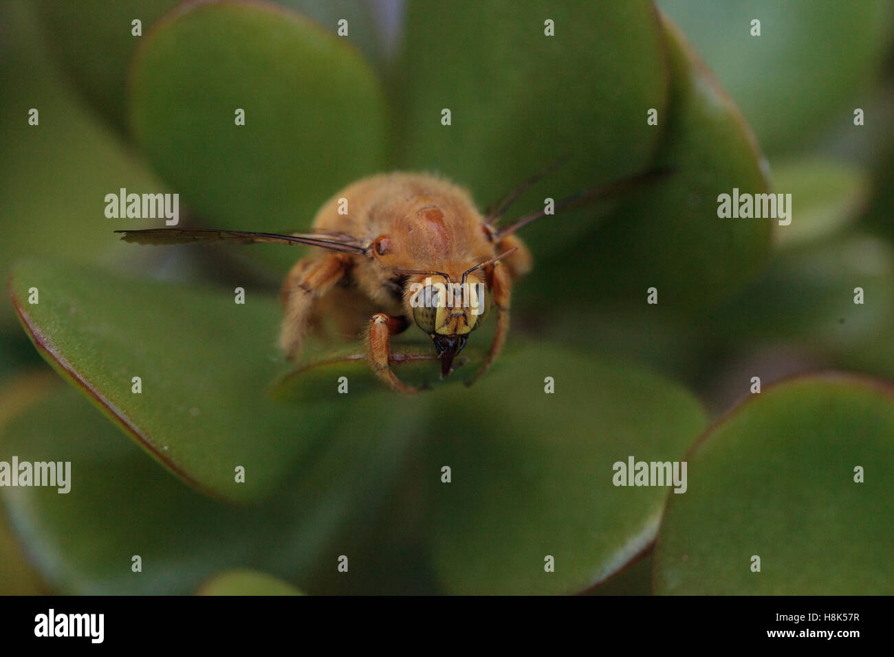 Gold colored male valley carpenter bee, scientific name Xylocopa ...