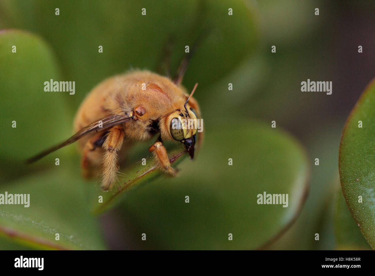Gold colored male valley carpenter bee, scientific name Xylocopa ...