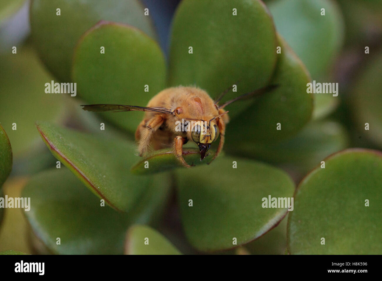 Gold colored male valley carpenter bee, scientific name Xylocopa ...