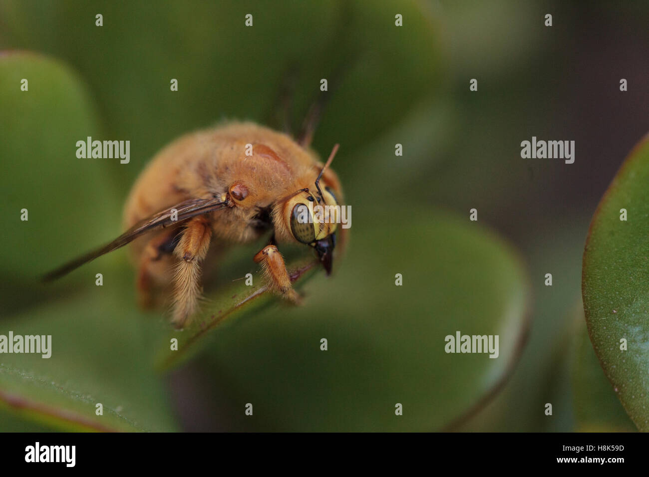 Gold colored male valley carpenter bee, scientific name Xylocopa ...