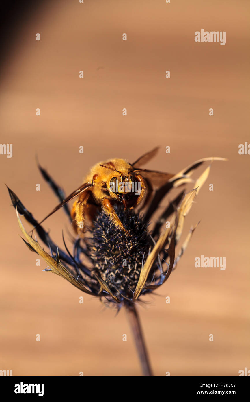 Gold colored male valley carpenter bee, scientific name Xylocopa ...