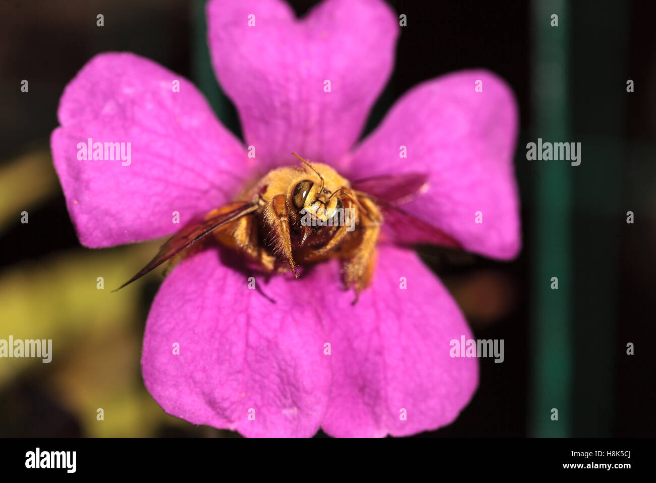 Gold colored male valley carpenter bee, scientific name Xylocopa ...