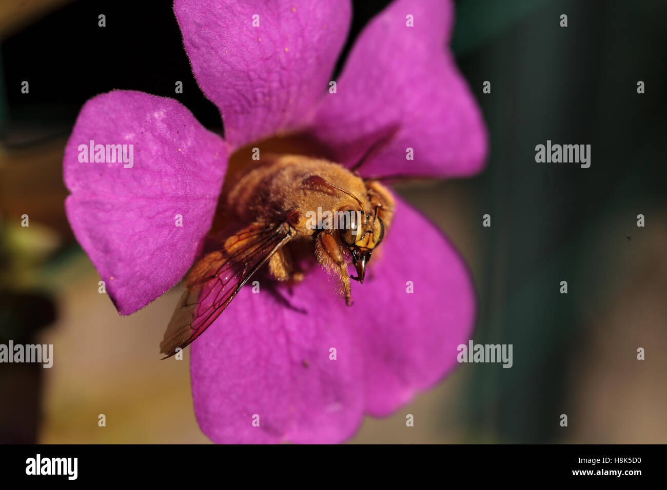 Gold colored male valley carpenter bee, scientific name Xylocopa ...