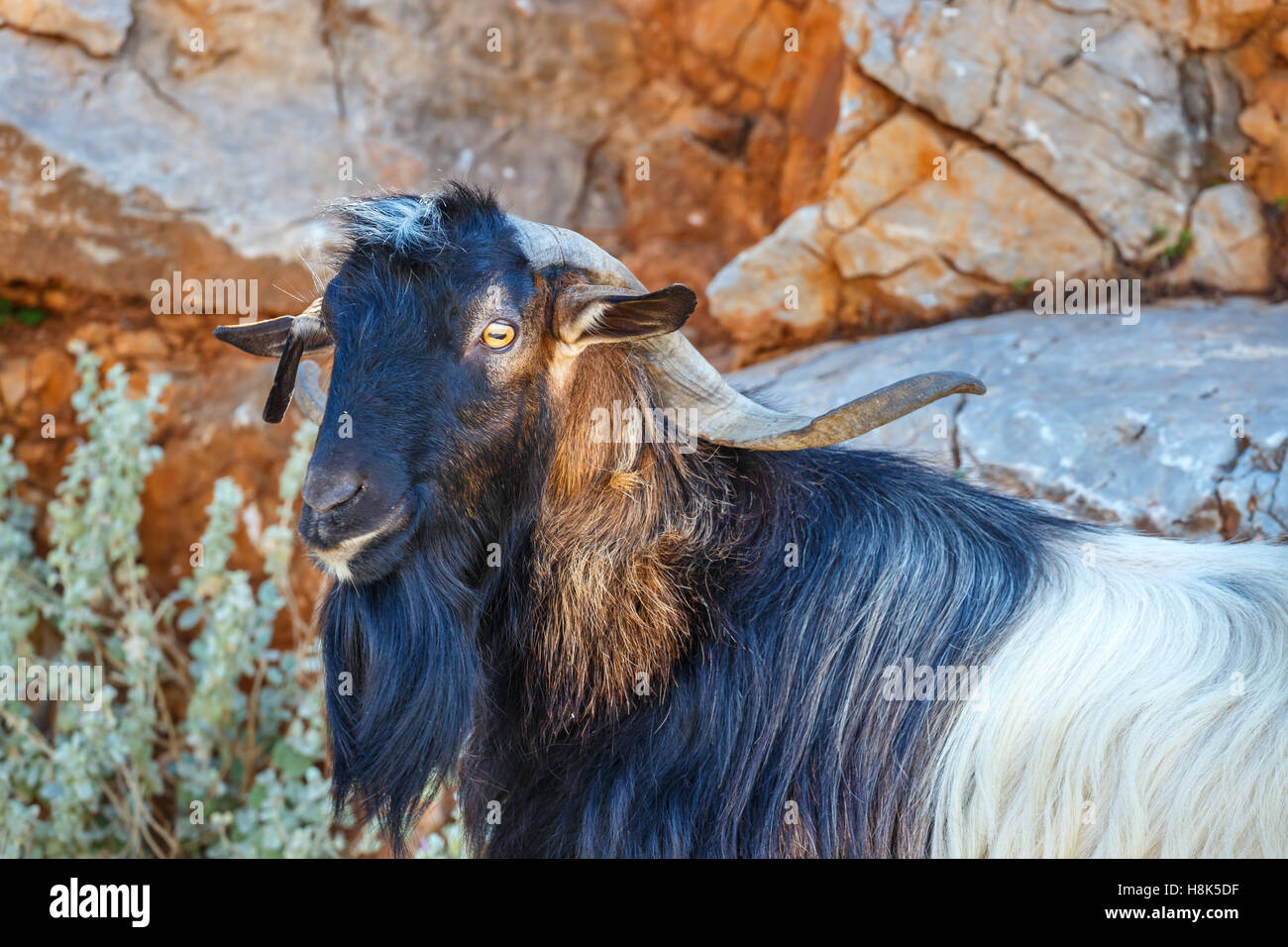 Domestic goat on Crete Island, Greece Stock Photo - Alamy
