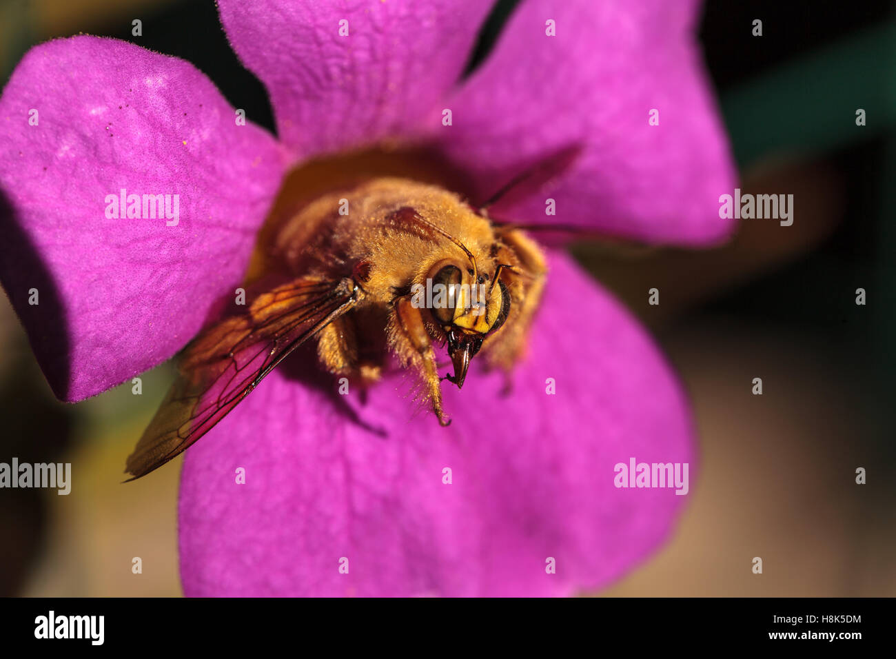 Gold colored male valley carpenter bee, scientific name Xylocopa ...