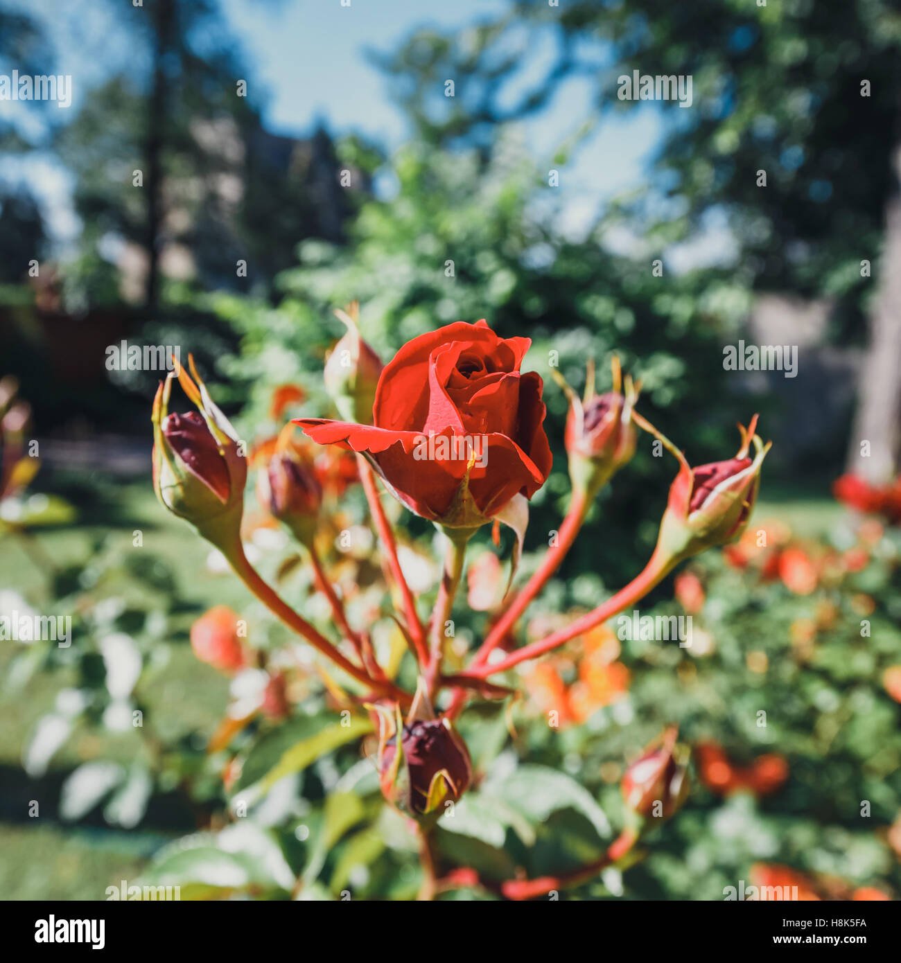 Beautiful red roses in the garden, close up Stock Photo - Alamy