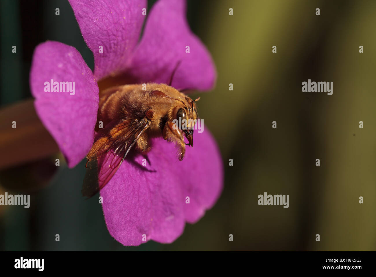 Valley carpenter bee hi-res stock photography and images - Alamy