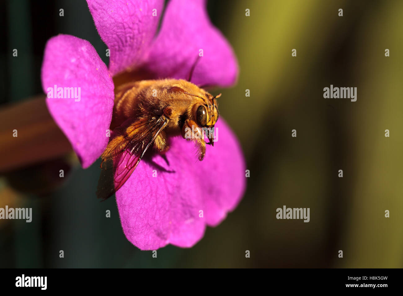 Gold colored male valley carpenter bee, scientific name Xylocopa ...