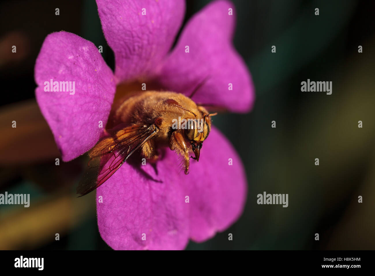 Gold colored male valley carpenter bee, scientific name Xylocopa ...
