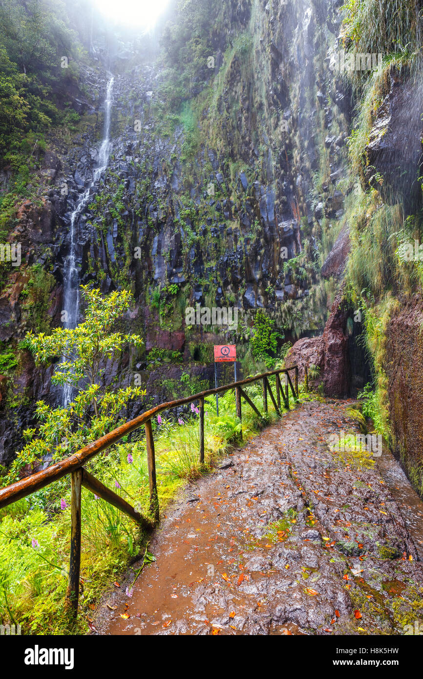 laurel forest and Irrigation canal. Lewada das 25 fontes and Lewada do ...