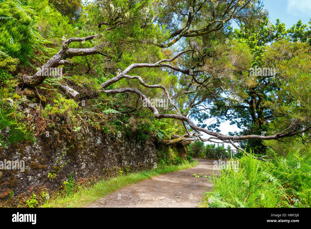 laurel forest and Irrigation canal. Lewada das 25 fontes and Lewada do ...