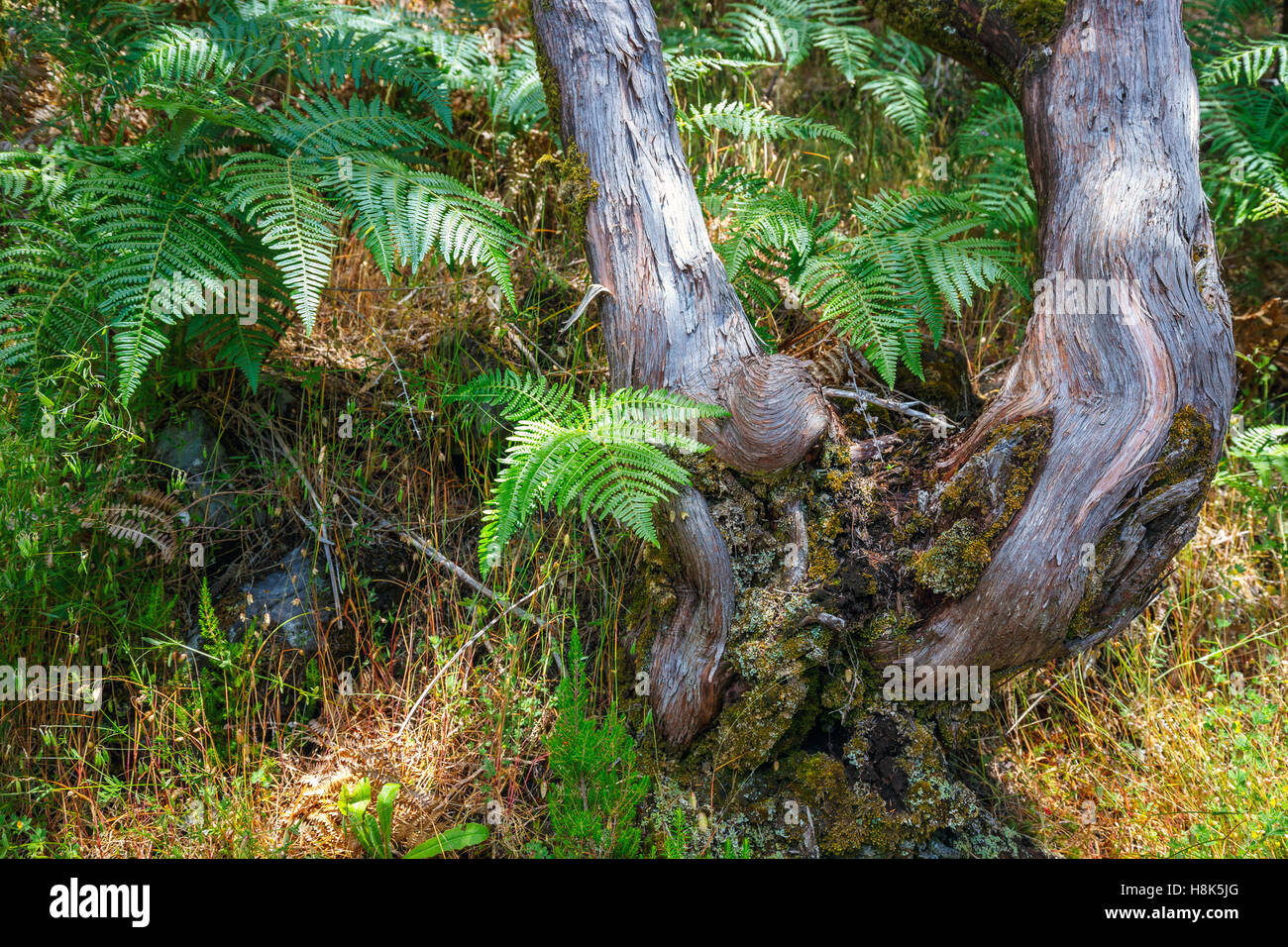Trees in Laurel Forest in Madeira Island, Portugal Stock Photo - Alamy