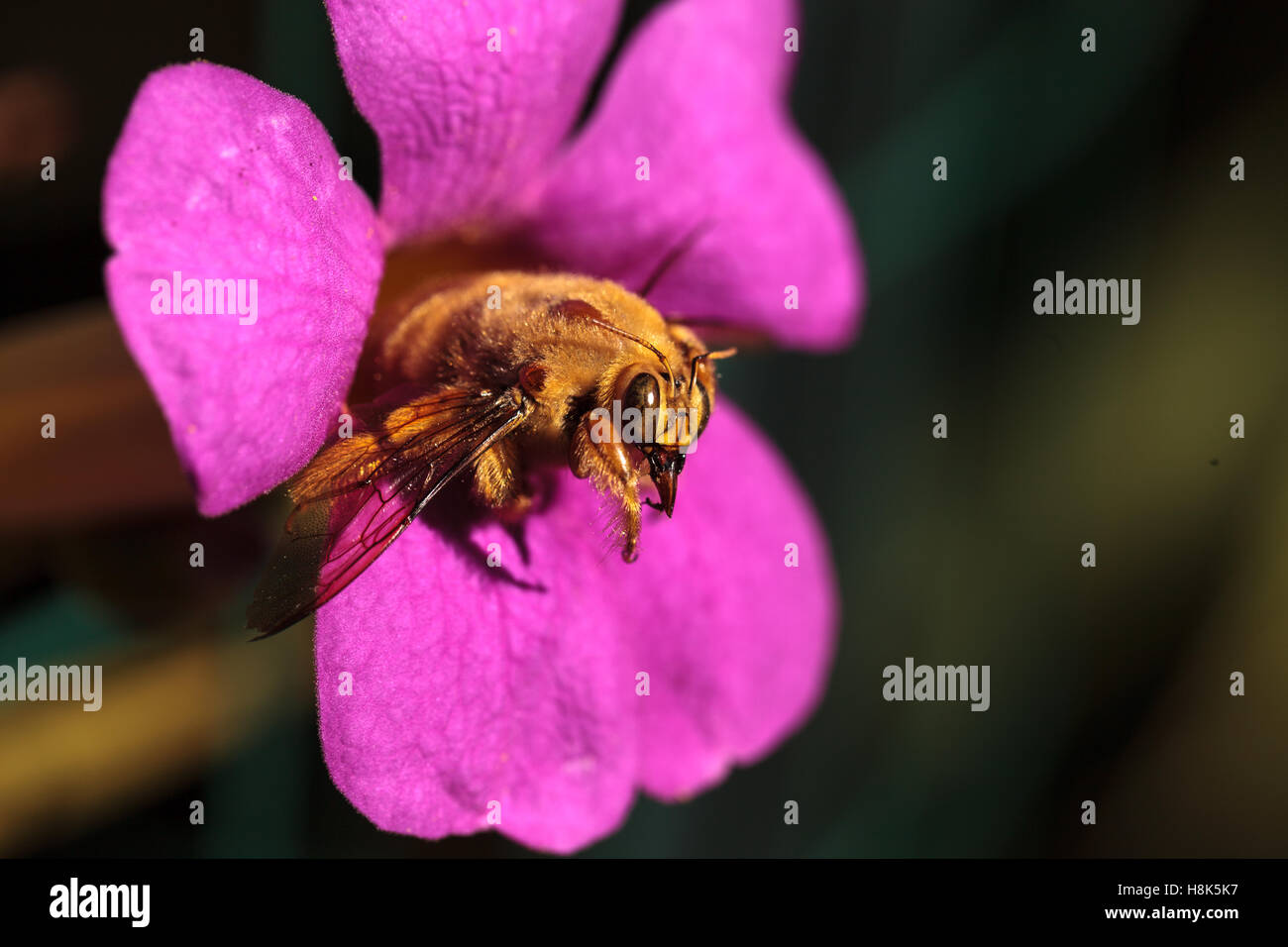 Gold colored male valley carpenter bee, scientific name Xylocopa ...
