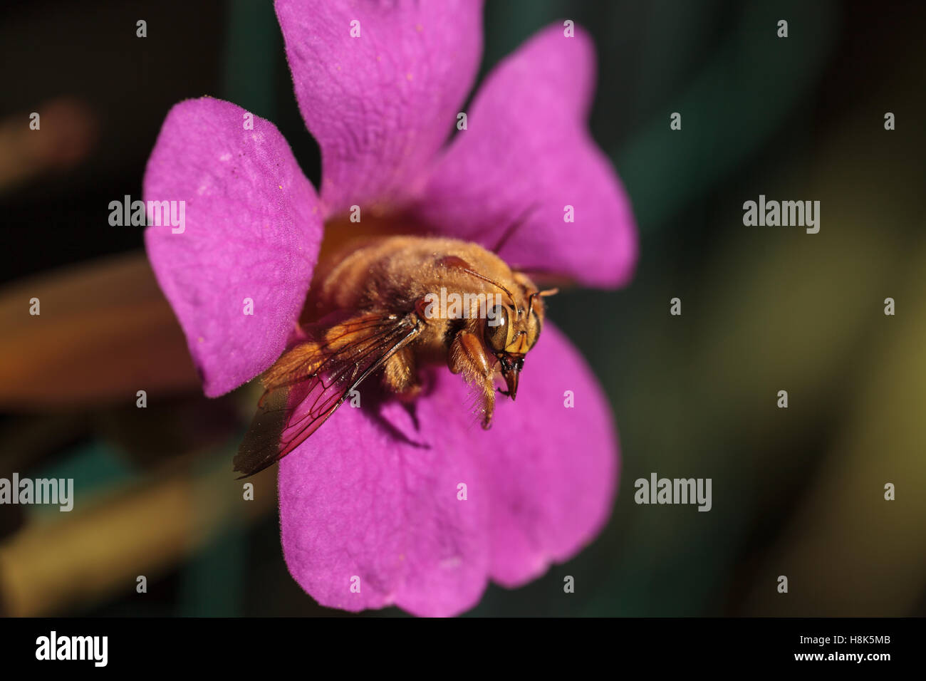 Gold colored male valley carpenter bee, scientific name Xylocopa ...