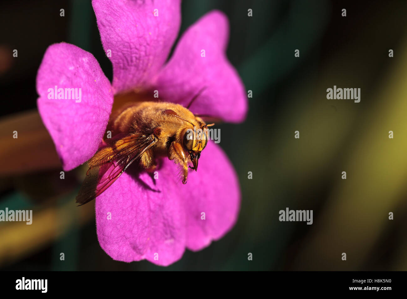 Gold colored male valley carpenter bee, scientific name Xylocopa ...