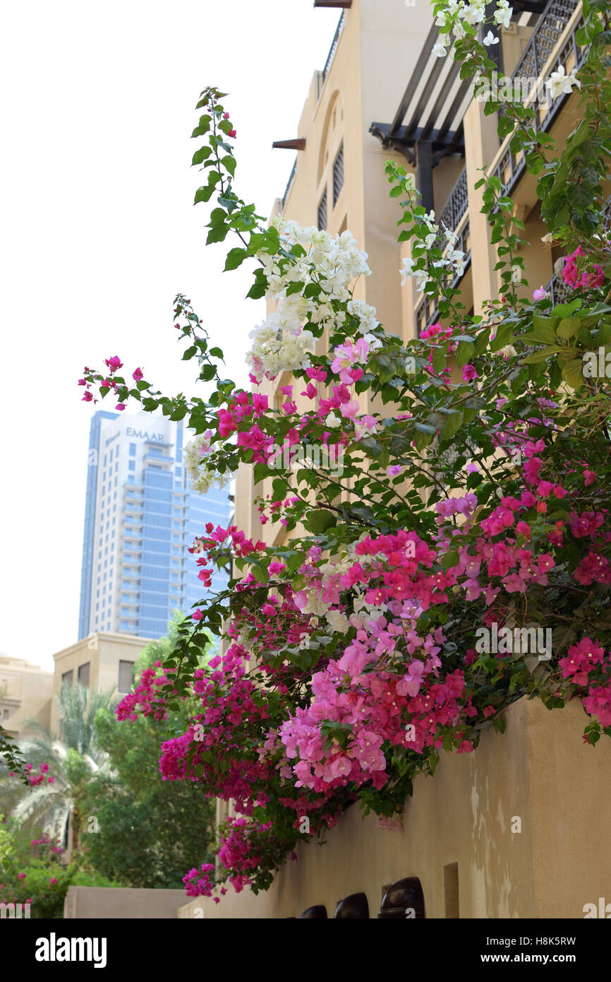Dubai Pink flowers Stock Photo - Alamy