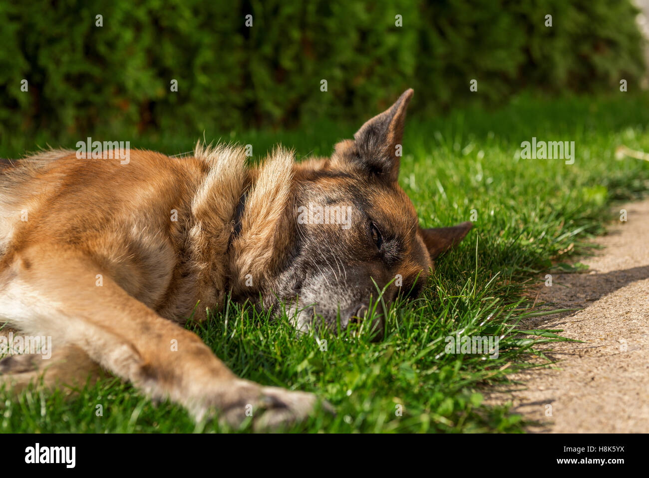 German shepherd dog sleeping on hi-res stock photography and images - Alamy