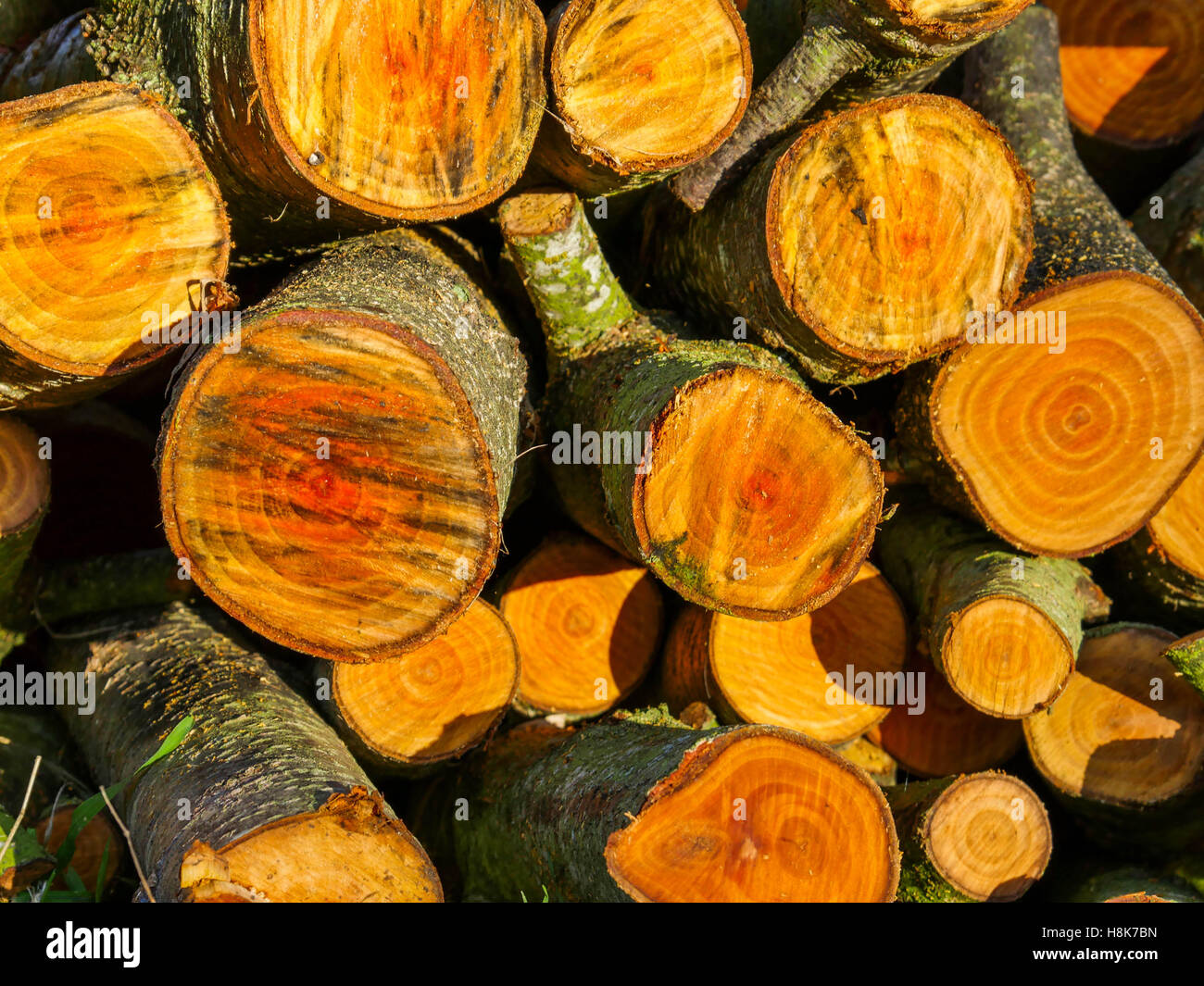 Cut up logs on a crisp autumn day in November Stock Photo - Alamy