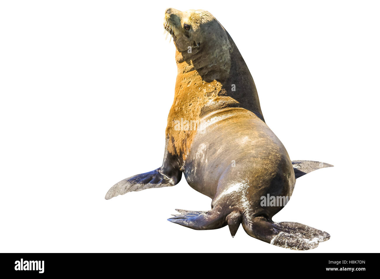 California wildlife Cut Out Stock Images & Pictures - Alamy