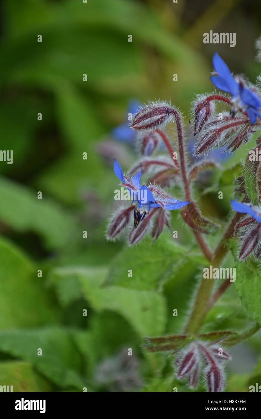 Blue borage flowers in detail in the garden (Borago officinalis Stock ...