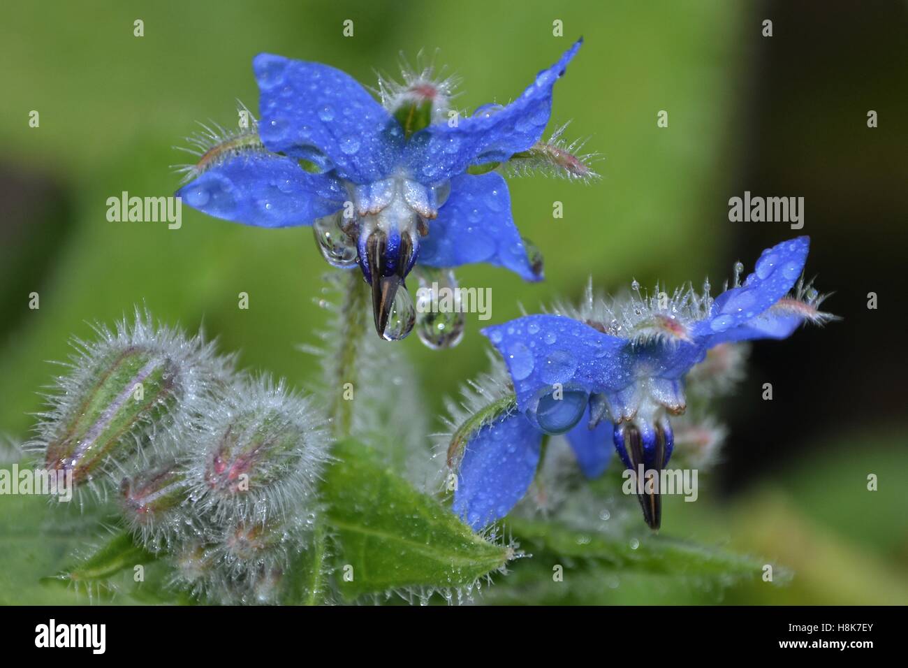 Blue borage flowers in detail in the garden (Borago officinalis) with ...