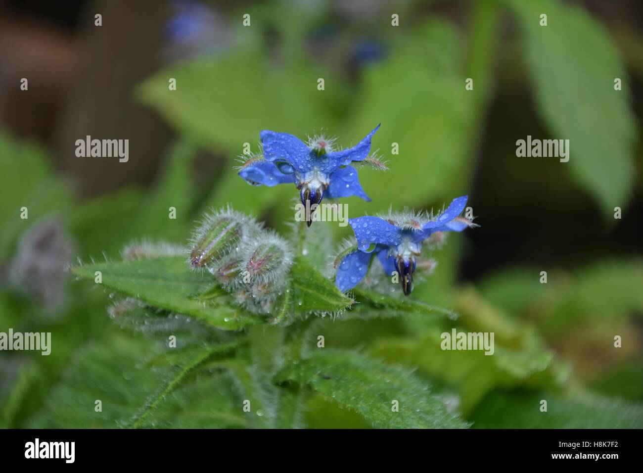 Blue borage flowers in detail in the garden (Borago officinalis) with ...