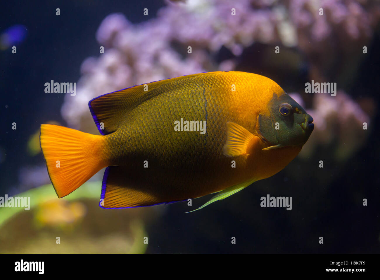 Clarion angelfish (Holacanthus clarionensis). Marine fish Stock Photo ...