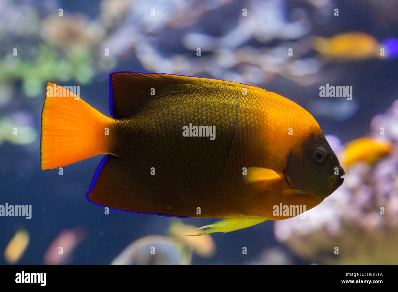 Clarion angelfish (Holacanthus clarionensis). Marine fish Stock Photo ...