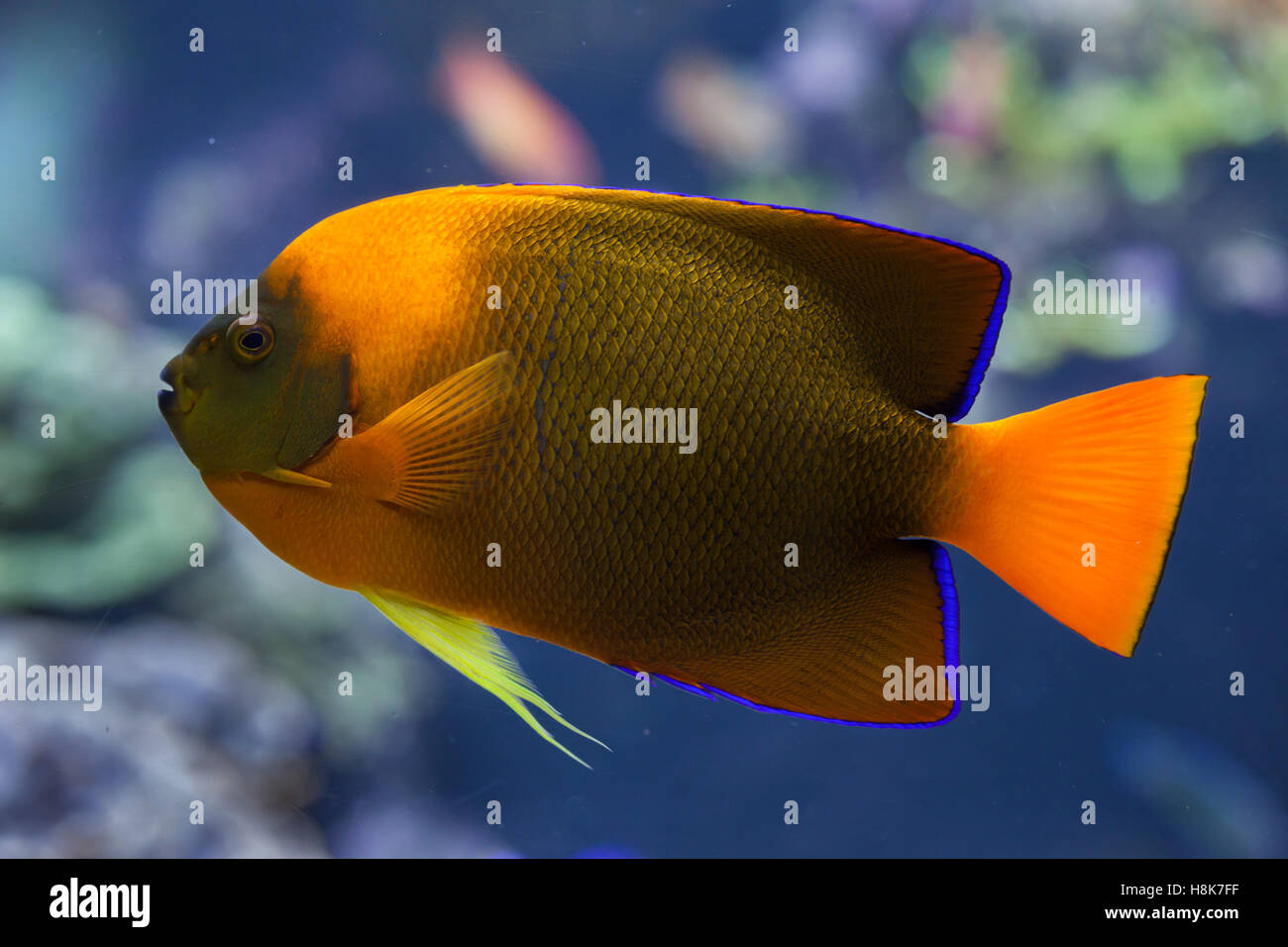 Clarion angelfish (Holacanthus clarionensis). Marine fish Stock Photo ...