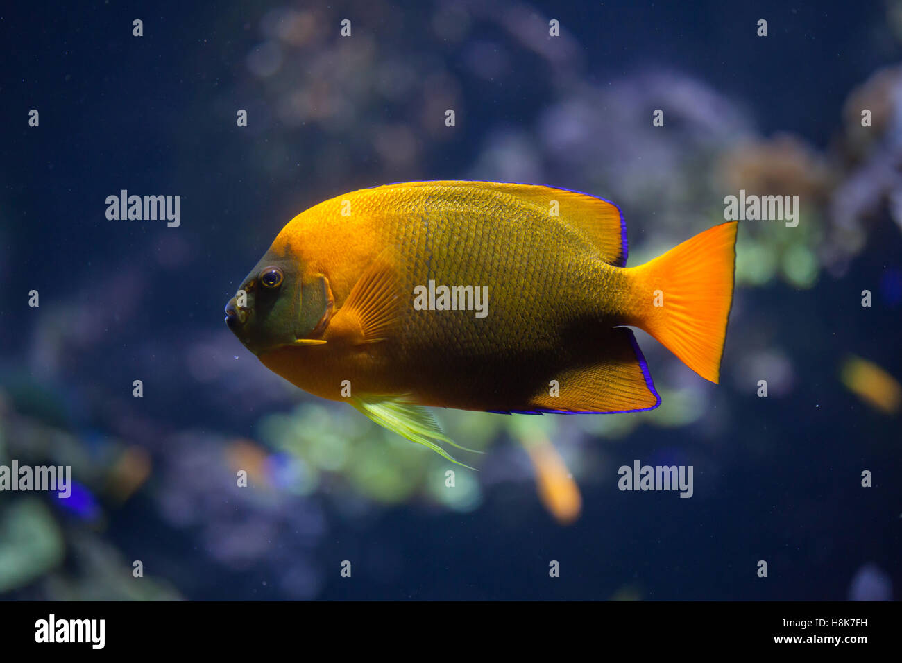 Clarion angelfish (Holacanthus clarionensis). Marine fish Stock Photo ...