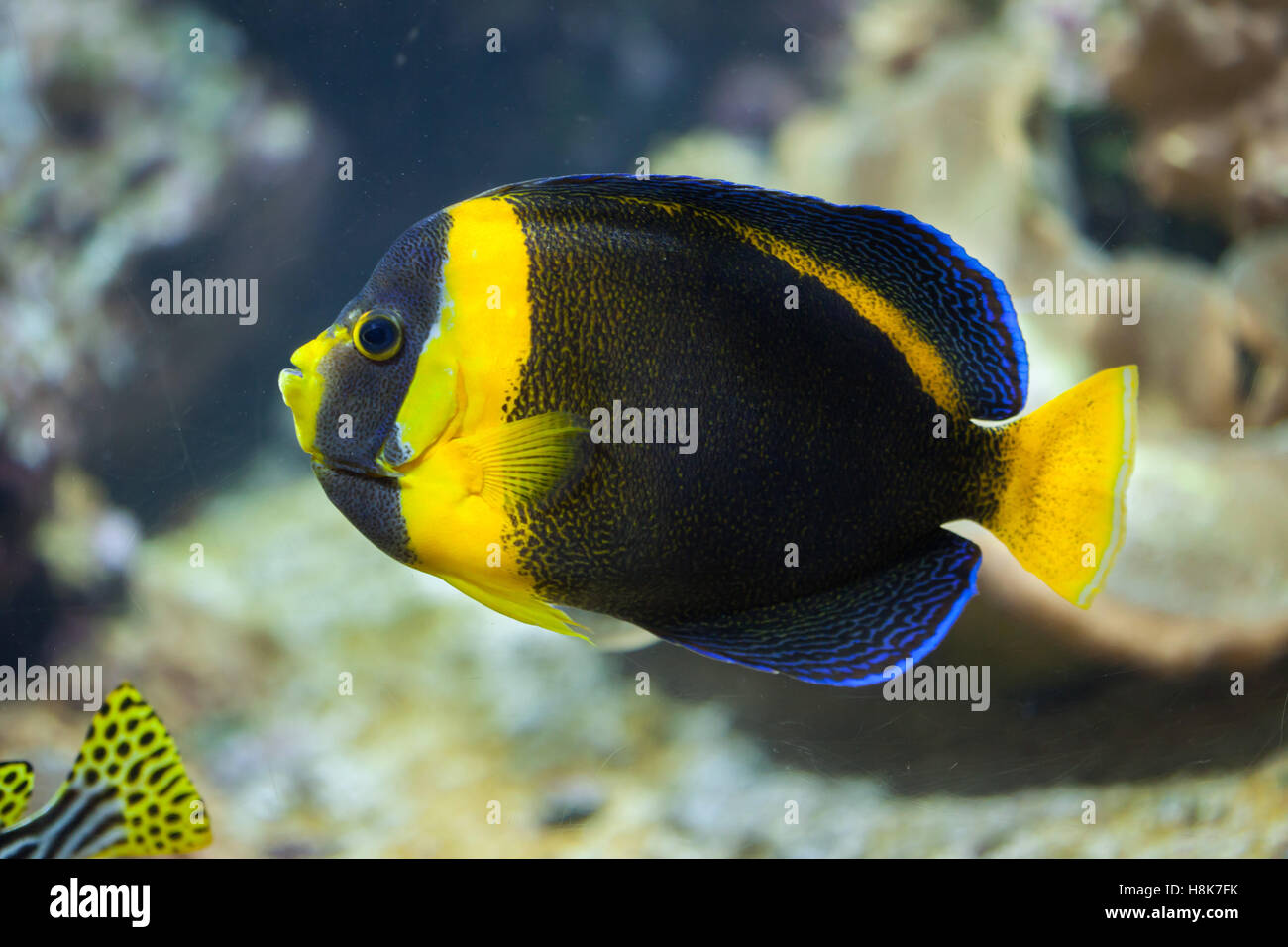 Scribbled angelfish (Chaetodontoplus duboulayi), also known as the ...