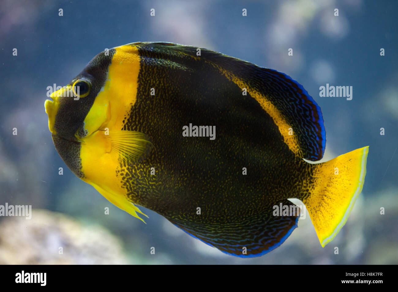 Scribbled angelfish (Chaetodontoplus duboulayi), also known as the ...