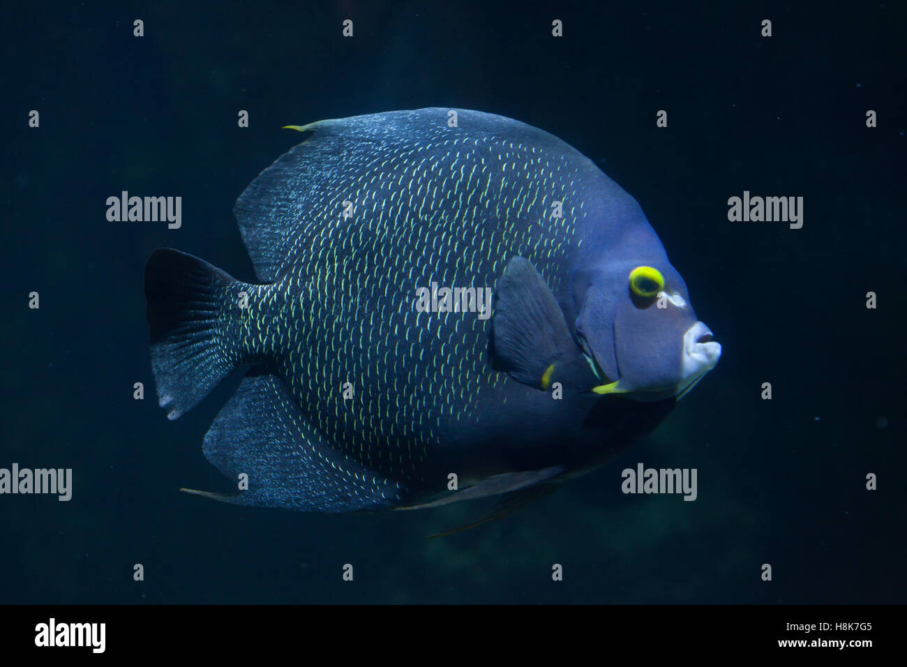 French angelfish (Pomacanthus paru). Marine fish Stock Photo - Alamy